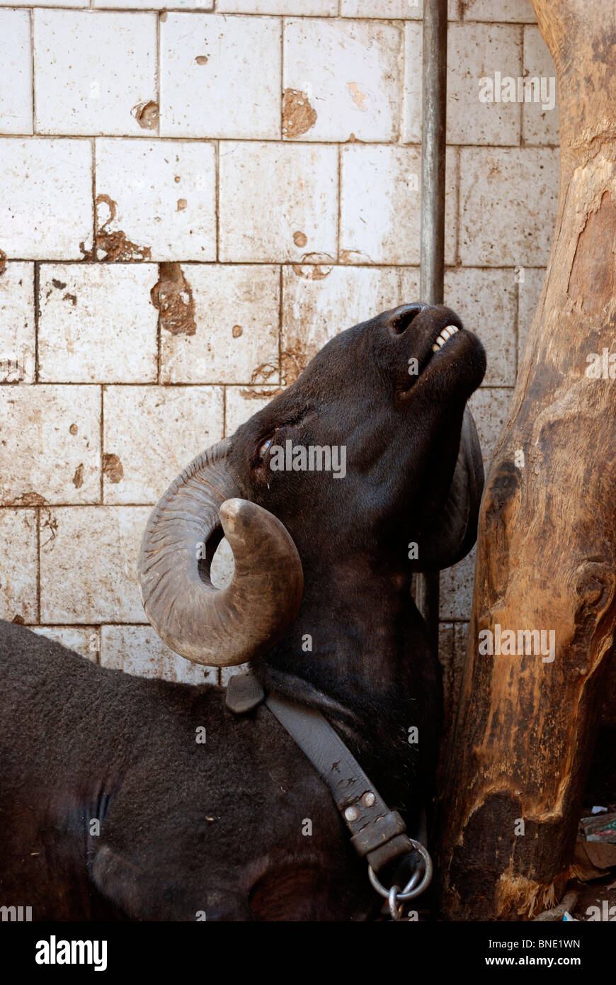 Close-up of a male goat Stock Photo - Alamy