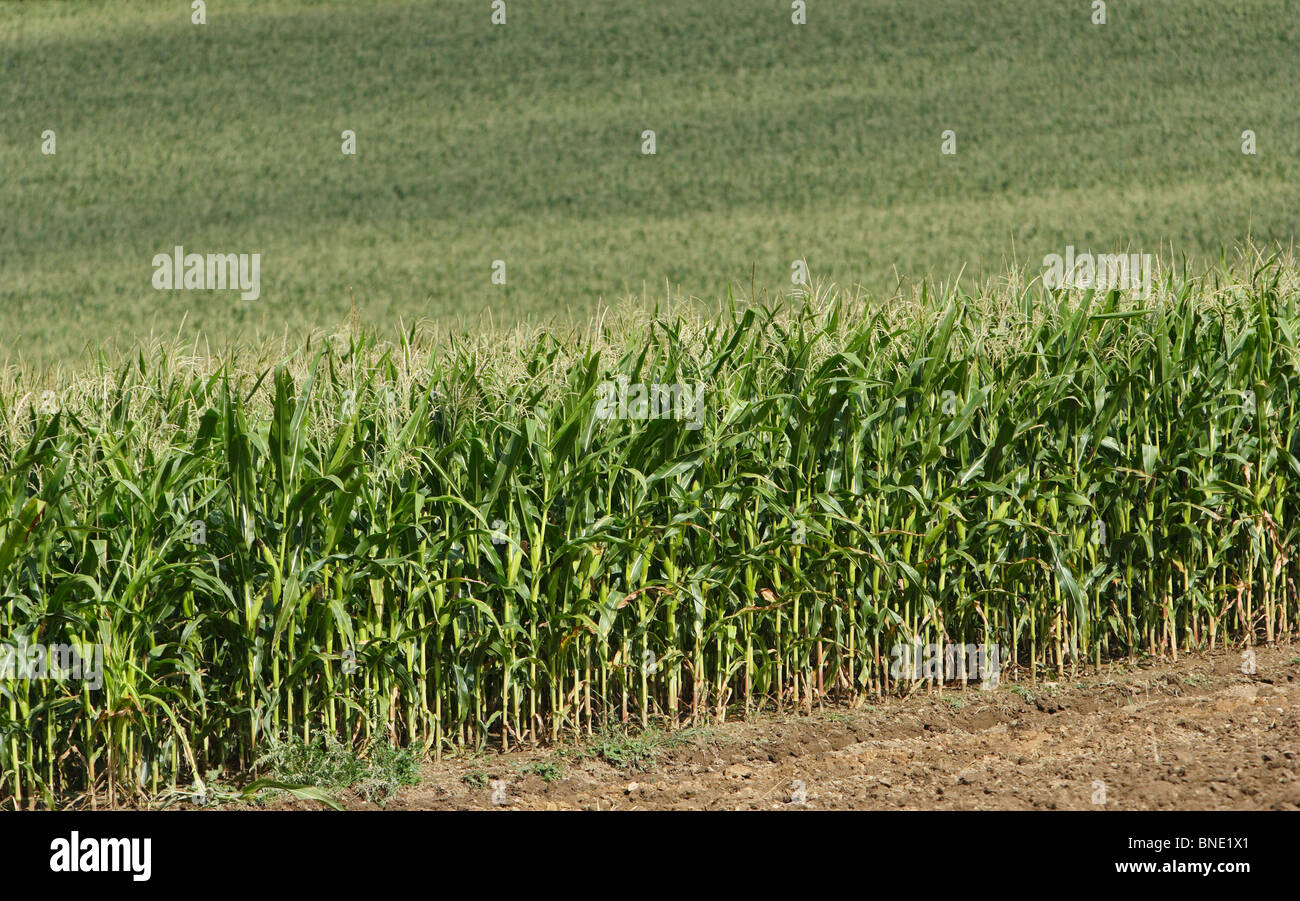 Indian corn field hi-res stock photography and images - Alamy