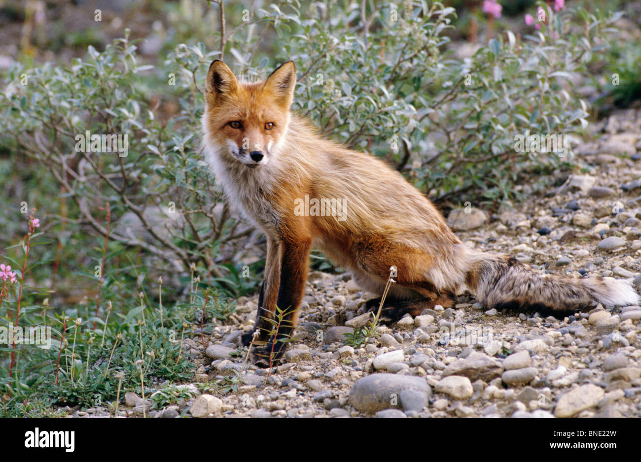 Red Fox In Denali High Resolution Stock Photography and Images - Alamy