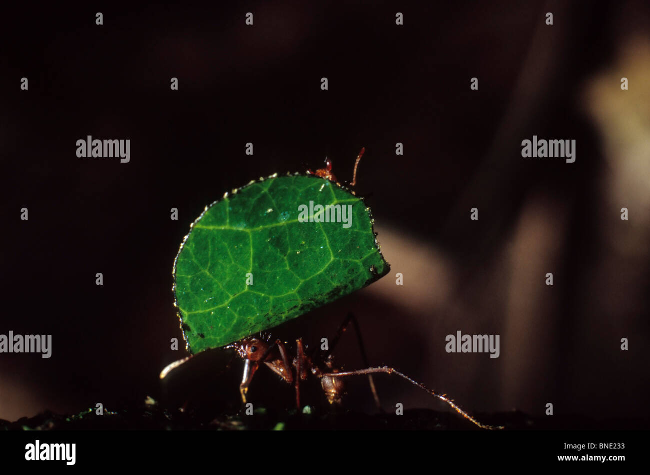 Leafcutter ant colony hi-res stock photography and images - Alamy