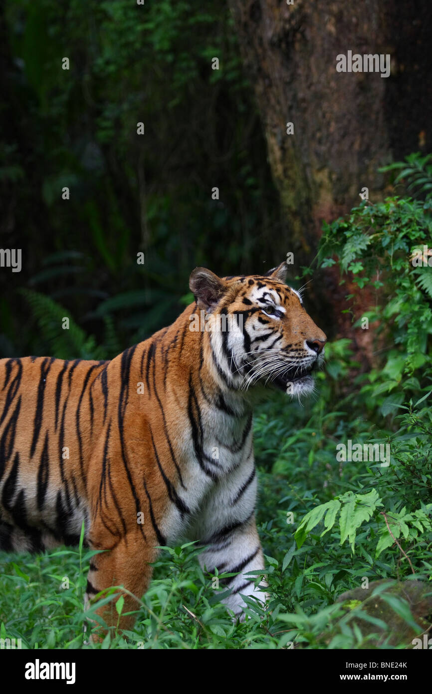 Sumatra tiger predator hi-res stock photography and images - Alamy