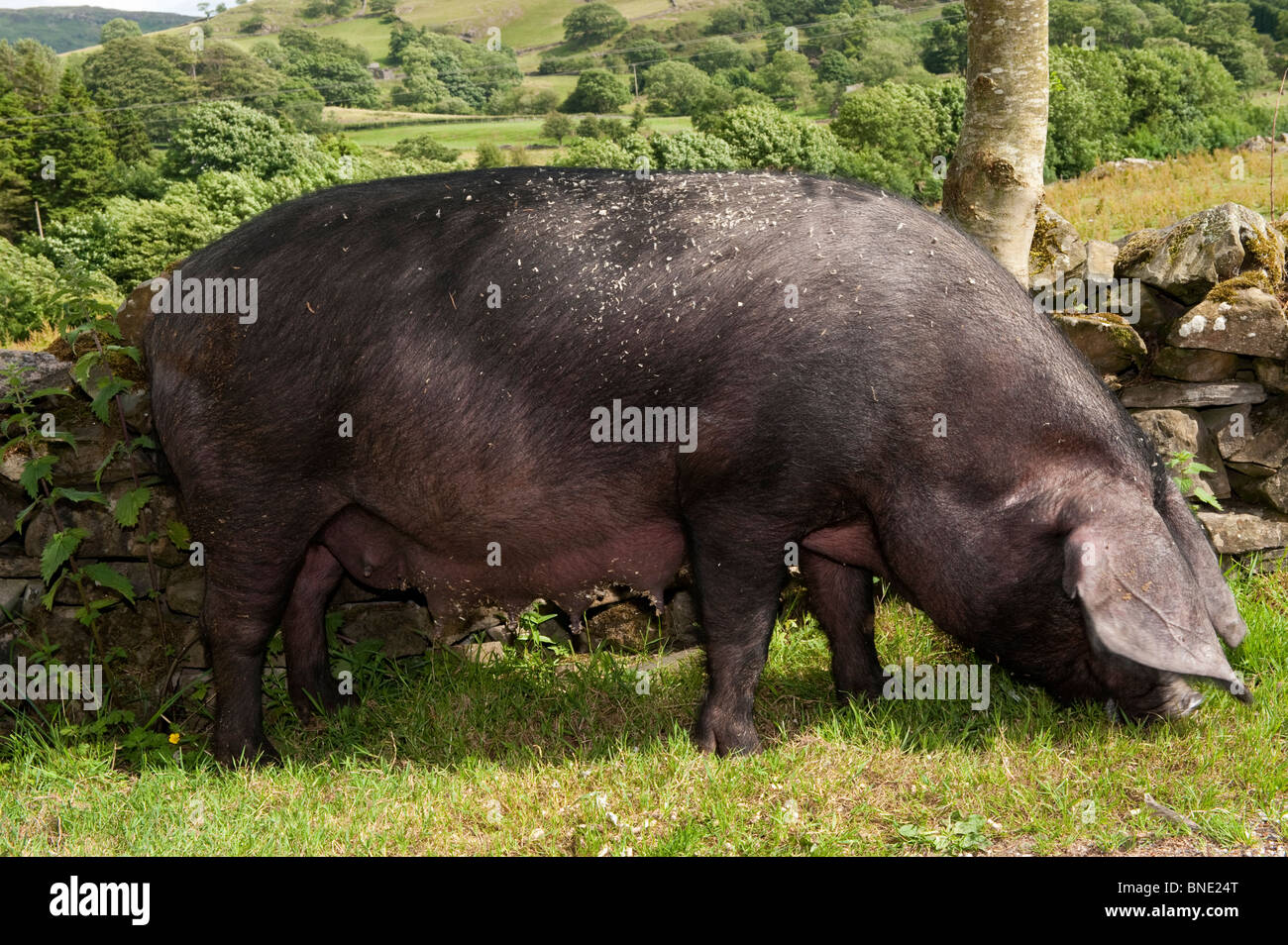 Large black pig hi-res stock photography and images - Alamy