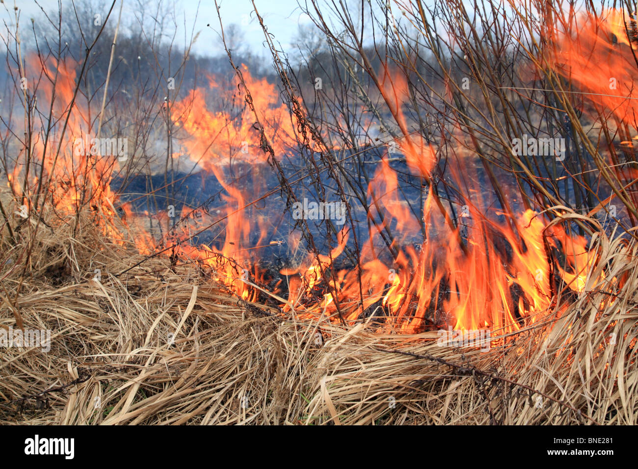 fire in dry herb Stock Photo - Alamy