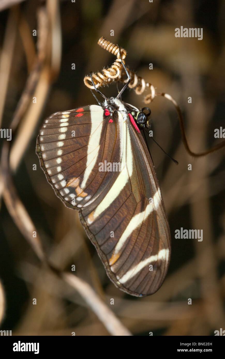 Zebra Longwing Butterfly on curly twine Stock Photo - Alamy