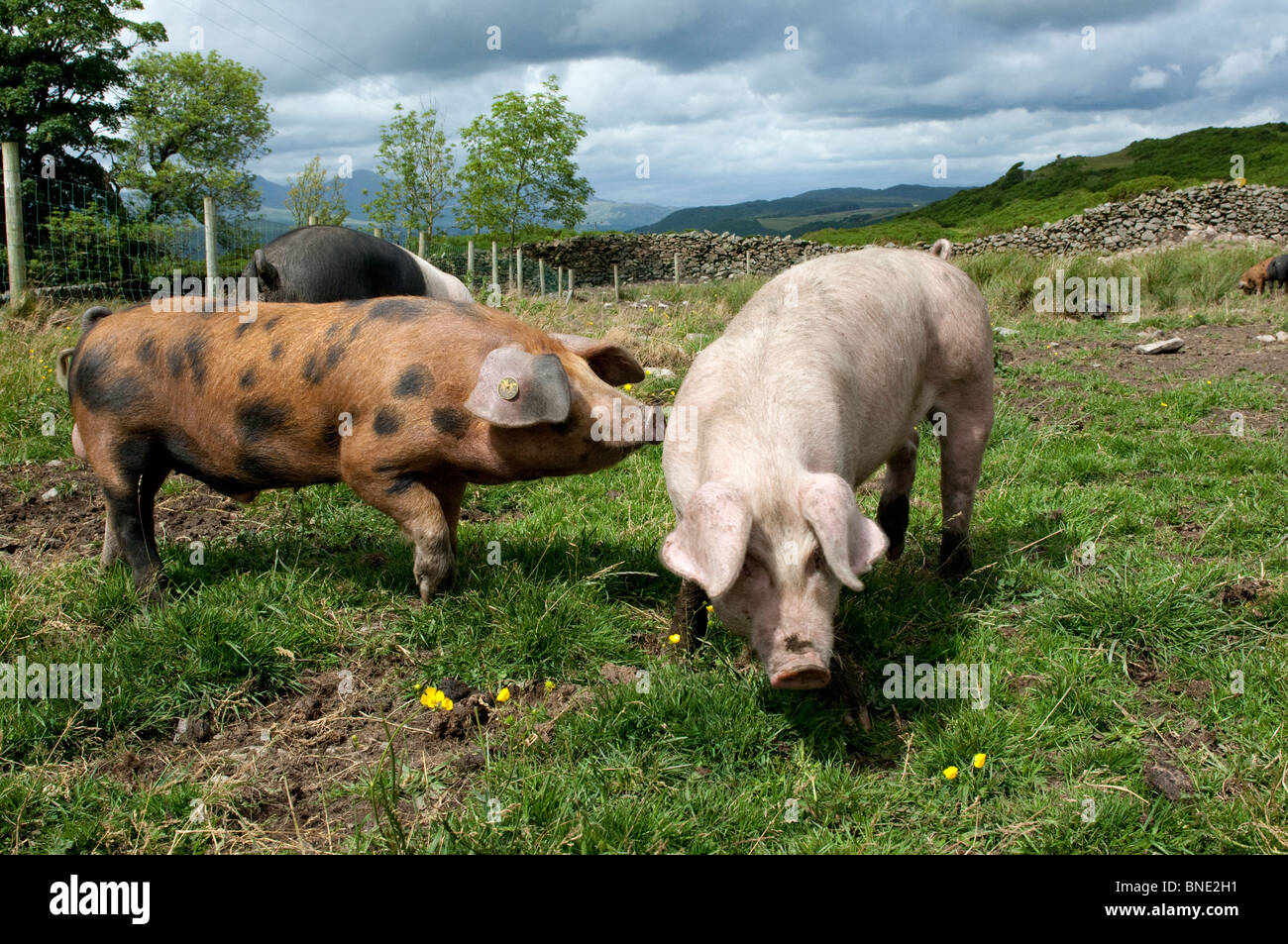 Rare breed pigs hi-res stock photography and images - Alamy