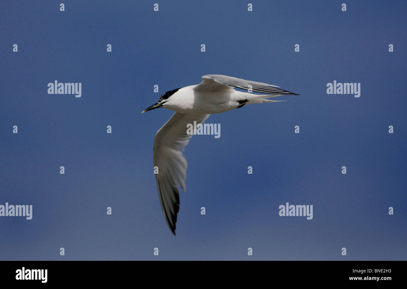 Adult Sandwich Tern Sterna sandvicensis in flight Wales UK Stock Photo ...