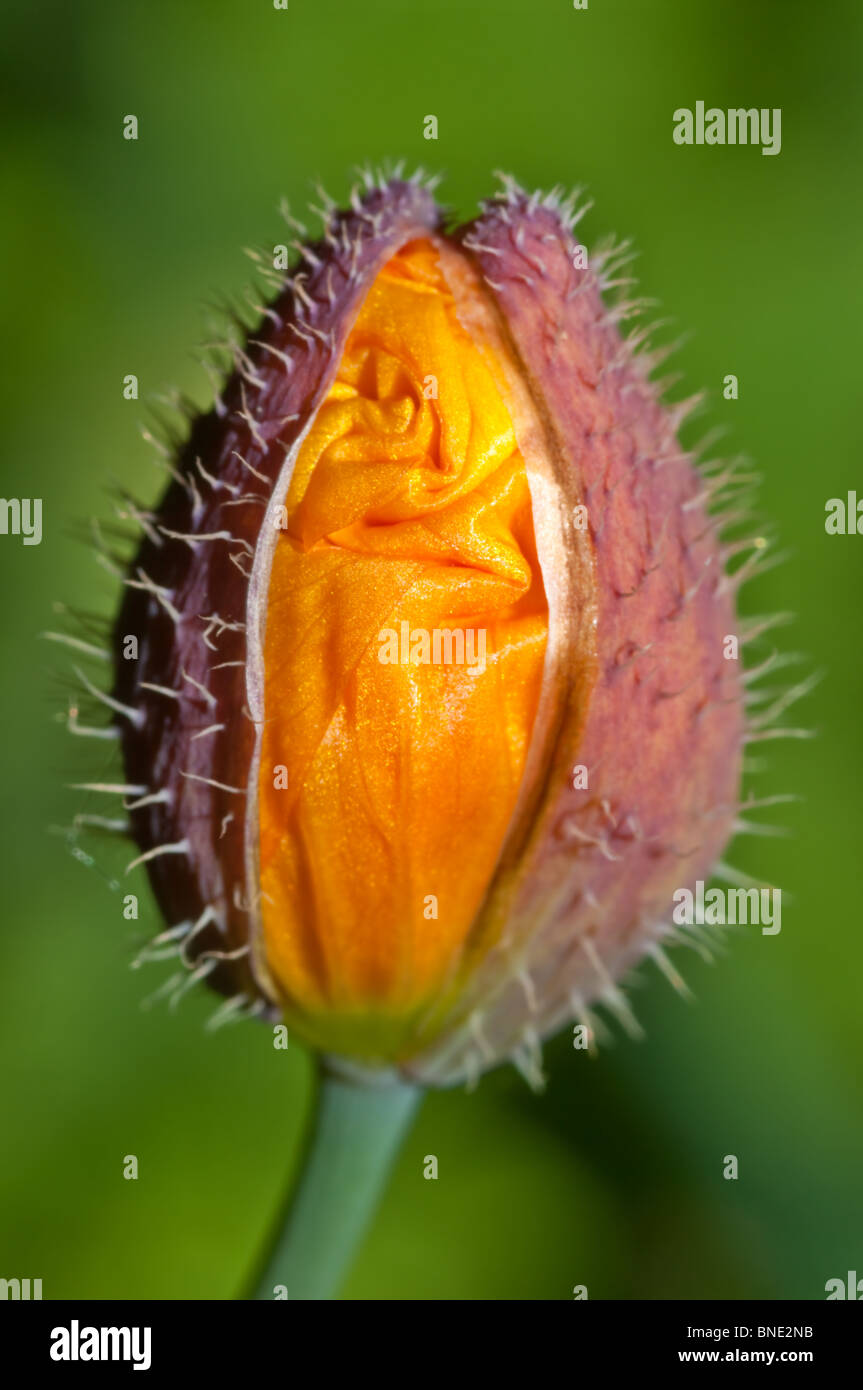 Californian poppy sprout hi-res stock photography and images - Alamy
