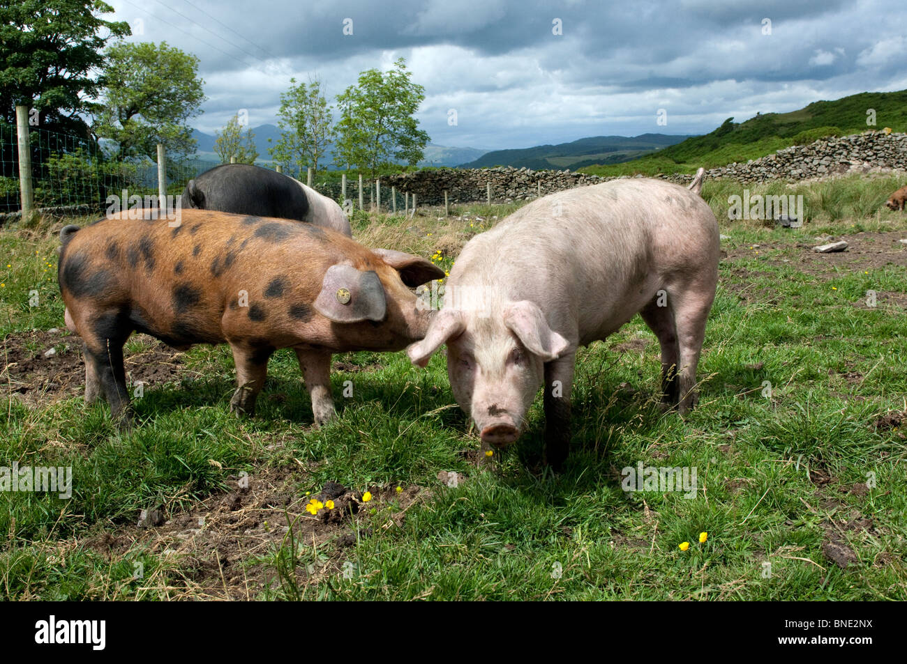 Group of rare breed pigs rooting in free range pasture Stock Photo - Alamy