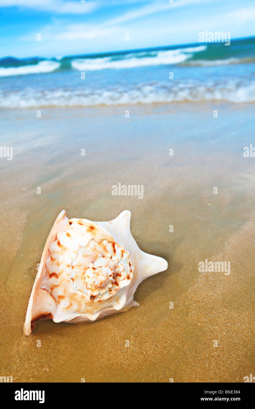 Seashell on the tropical beach close to water Stock Photo - Alamy