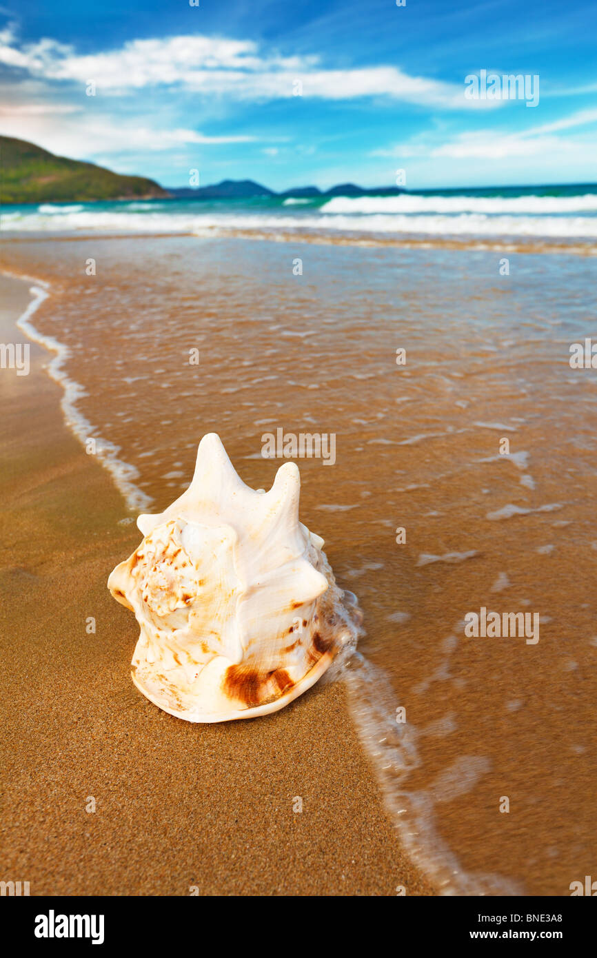 Seashell on the tropical beach close to water Stock Photo - Alamy