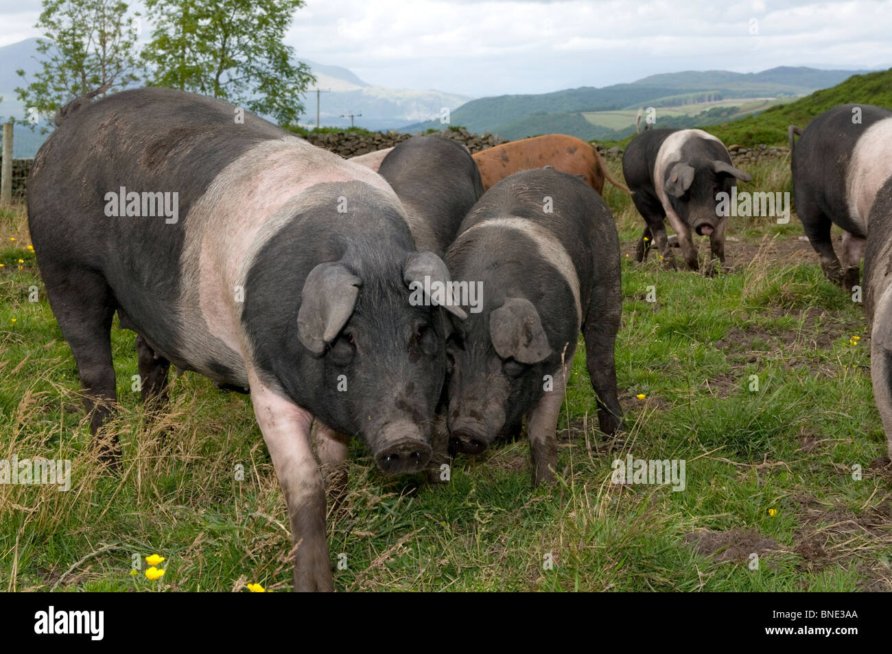 Saddleback pigs hi-res stock photography and images - Alamy