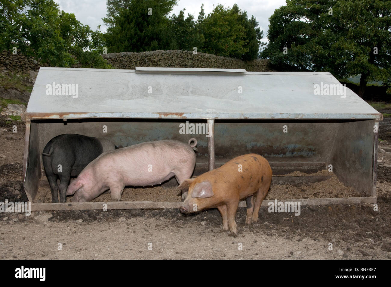 Creep feeder hi-res stock photography and images - Alamy