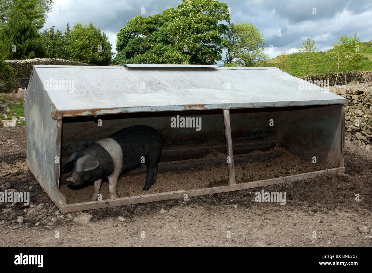 Weaner pigs eating out of creep feeder in field Stock Photo - Alamy