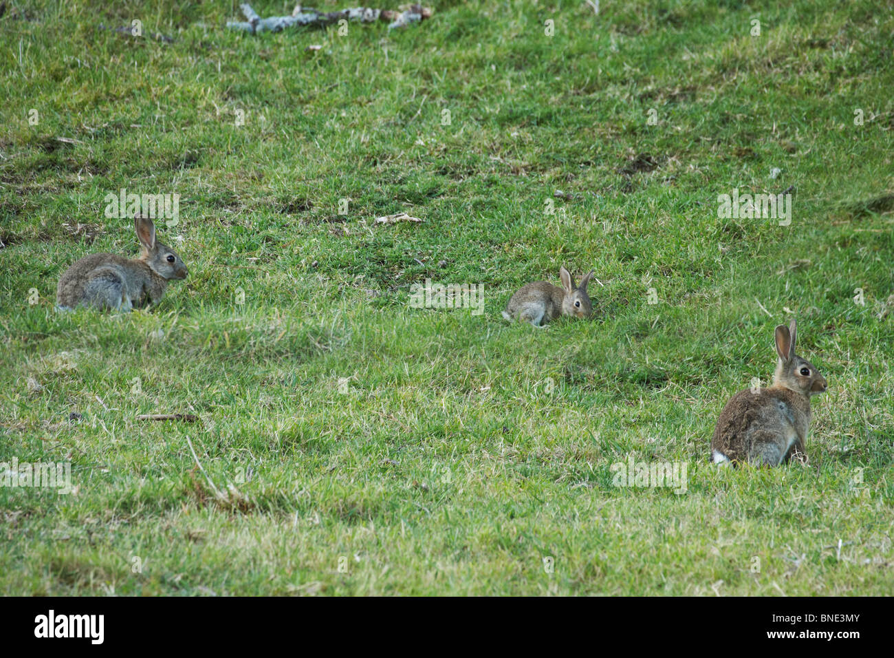 Field of rabbits hi-res stock photography and images - Alamy
