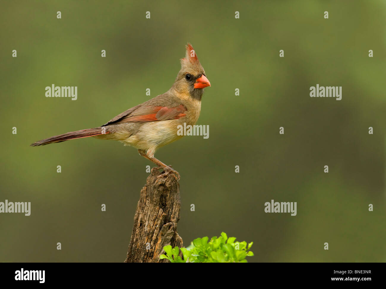 Female Northern cardinal (Cardinalis cardinalis) perching on a branch ...