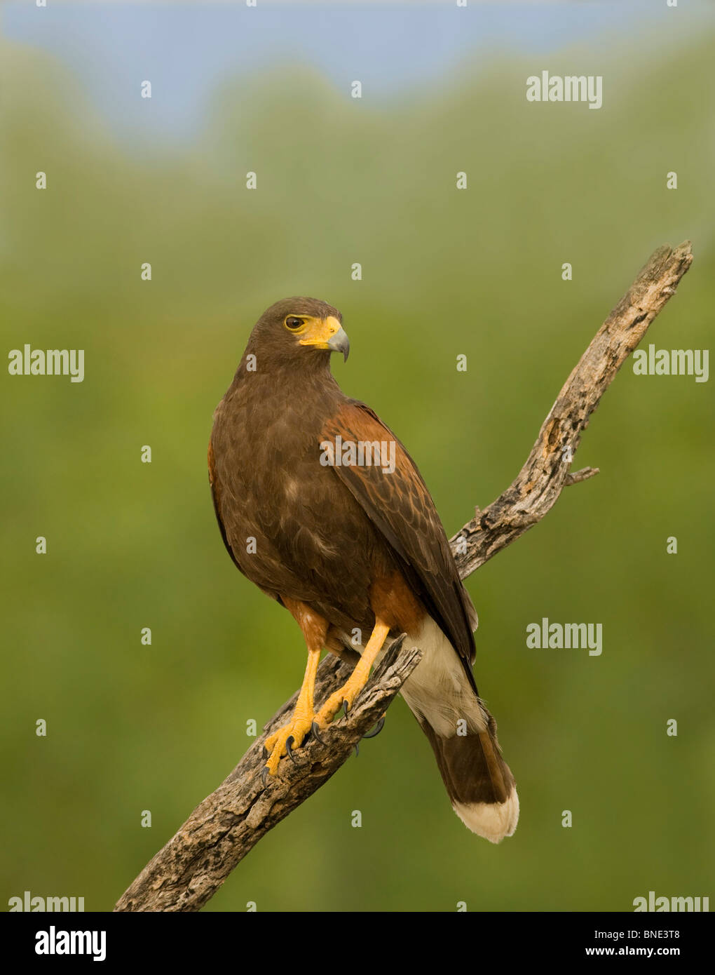 Harris hawk perching hi-res stock photography and images - Alamy