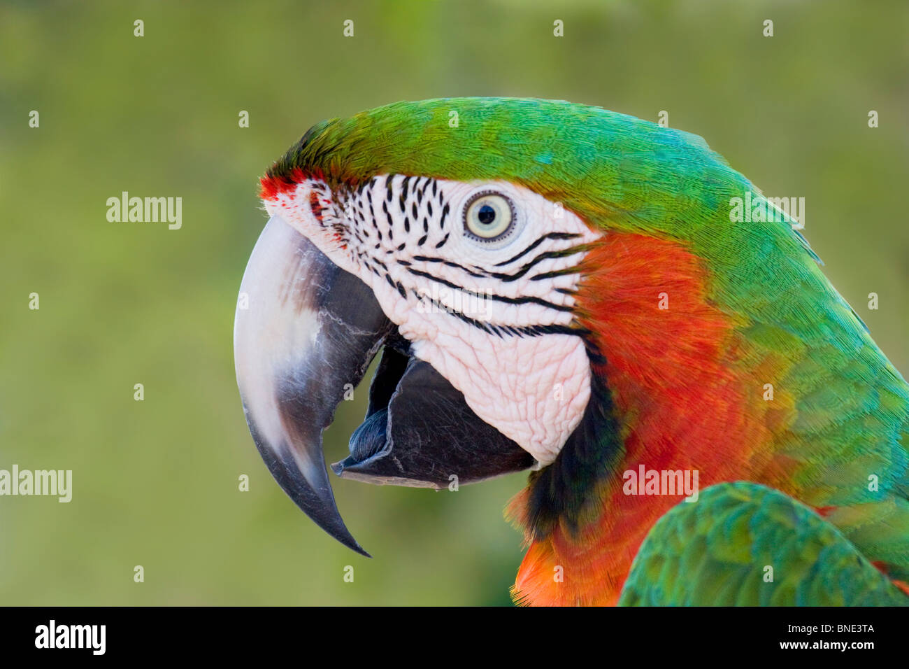 Catalina Macaw, A hybrid of a Scarlet Macaw and a Blue and Gold Macaw ...
