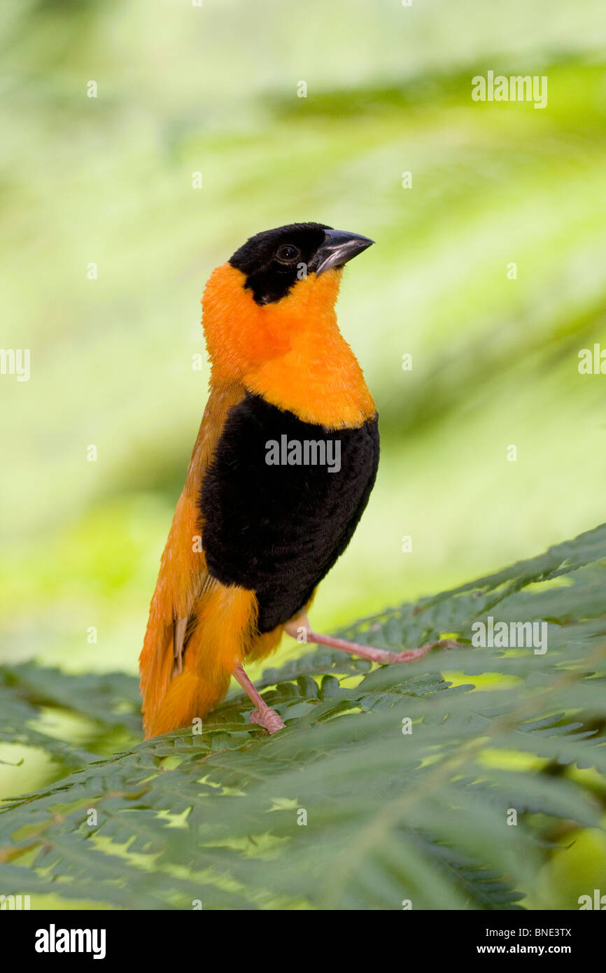 Orange bishop hi-res stock photography and images - Alamy