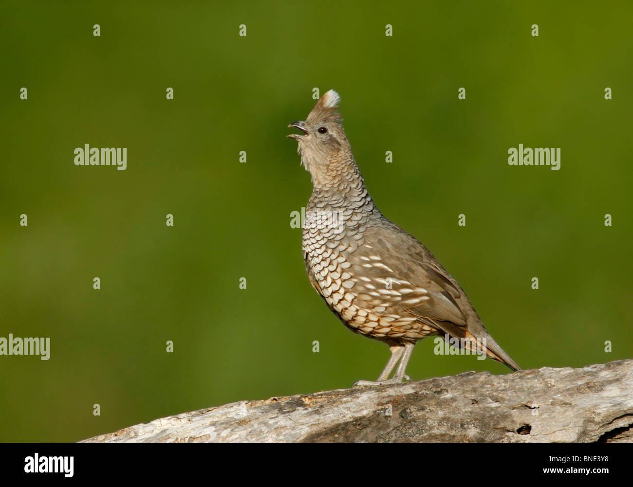 Close-up of a Scaled quail (Callipepla squamata Stock Photo - Alamy
