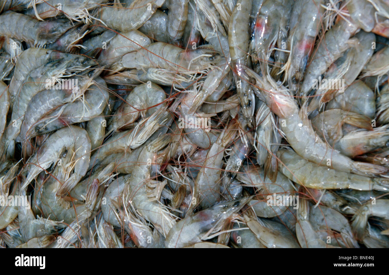 Dead shrimp hi-res stock photography and images - Alamy