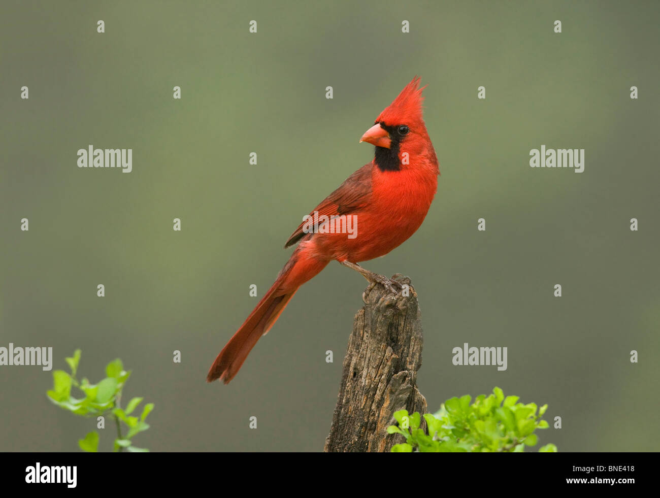 Male Northern cardinal (Cardinalis cardinalis) perching on a branch ...
