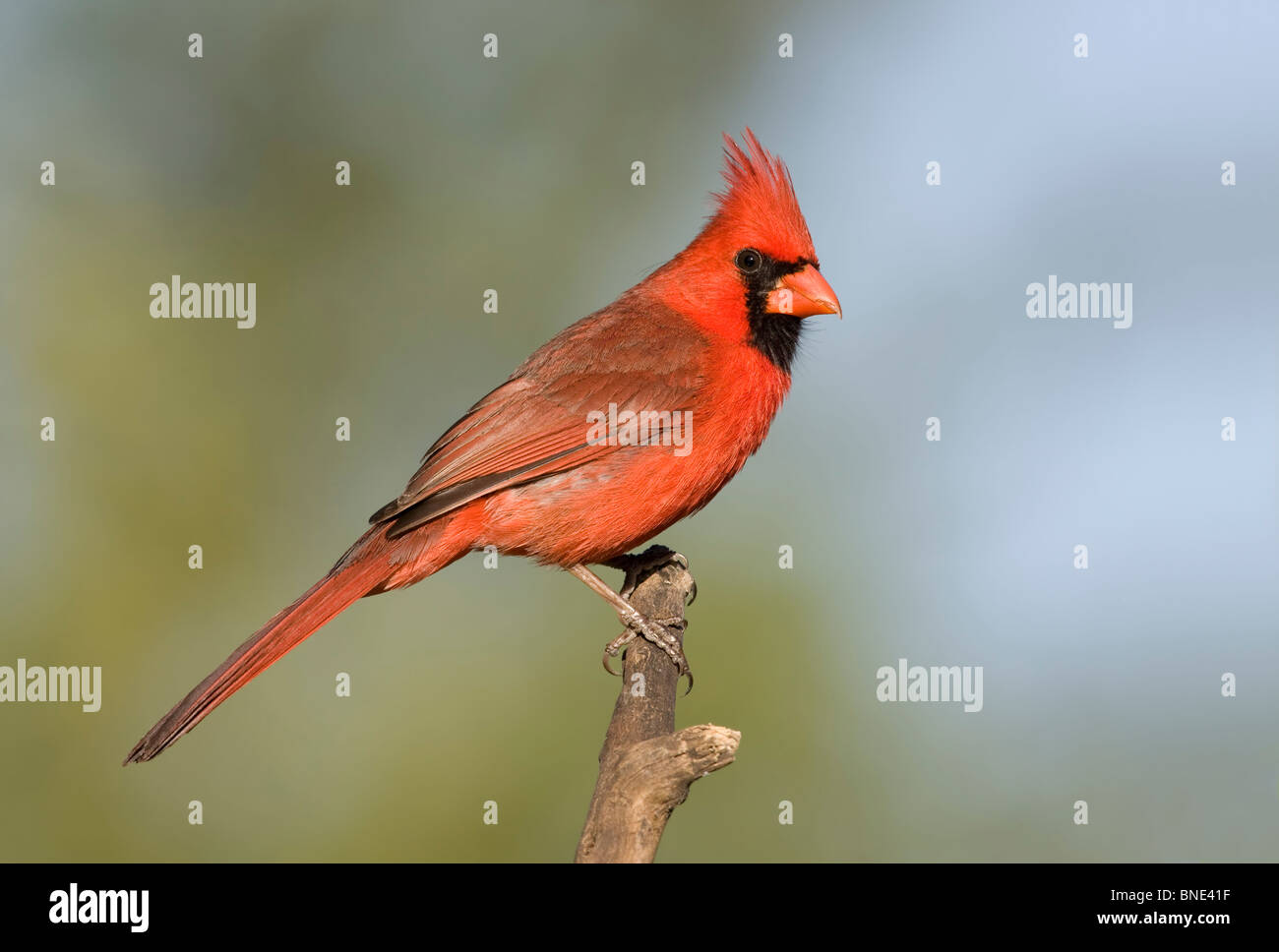 Male Northern cardinal (Cardinalis cardinalis) perching on a branch ...