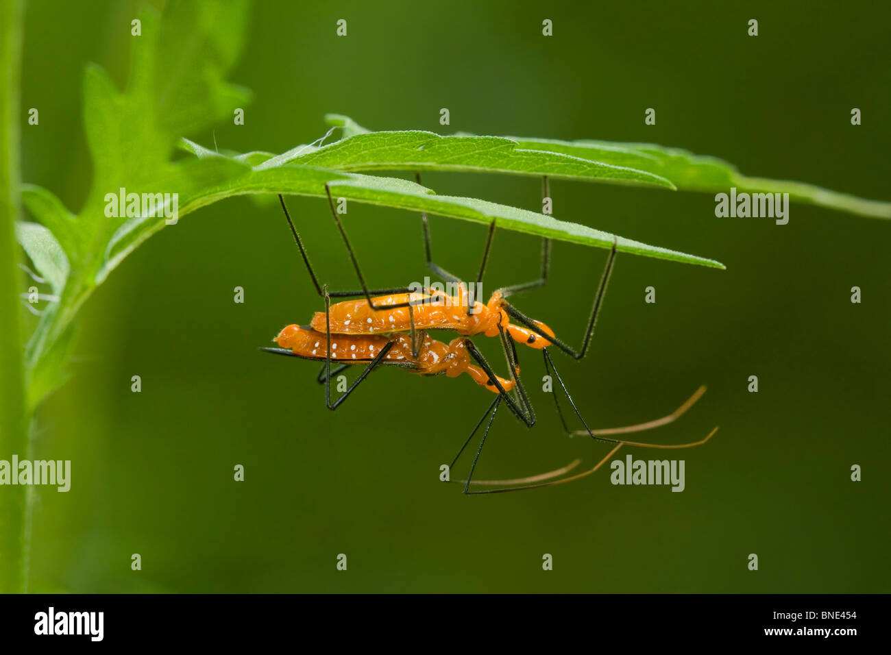 Close-up of Assassin bugs mating Stock Photo - Alamy