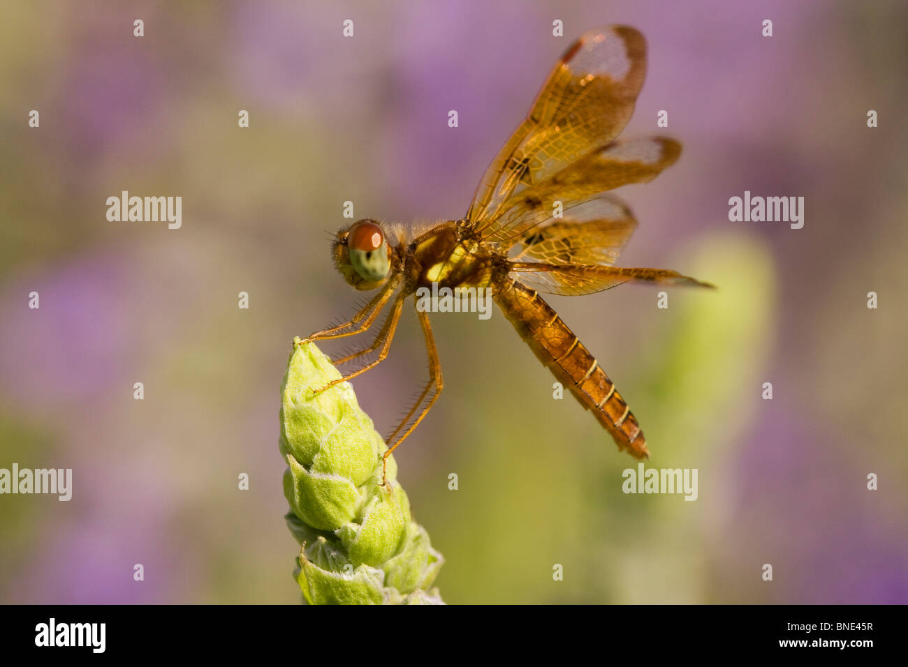 Dragonfly pollinating hi-res stock photography and images - Alamy