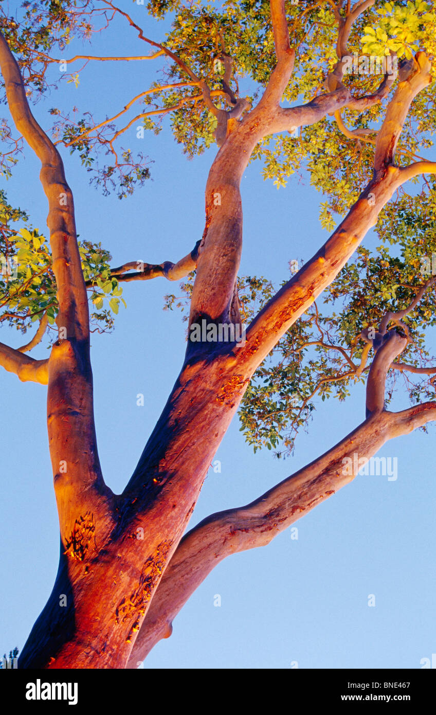 Tree against blue sky, low angle view Stock Photo - Alamy
