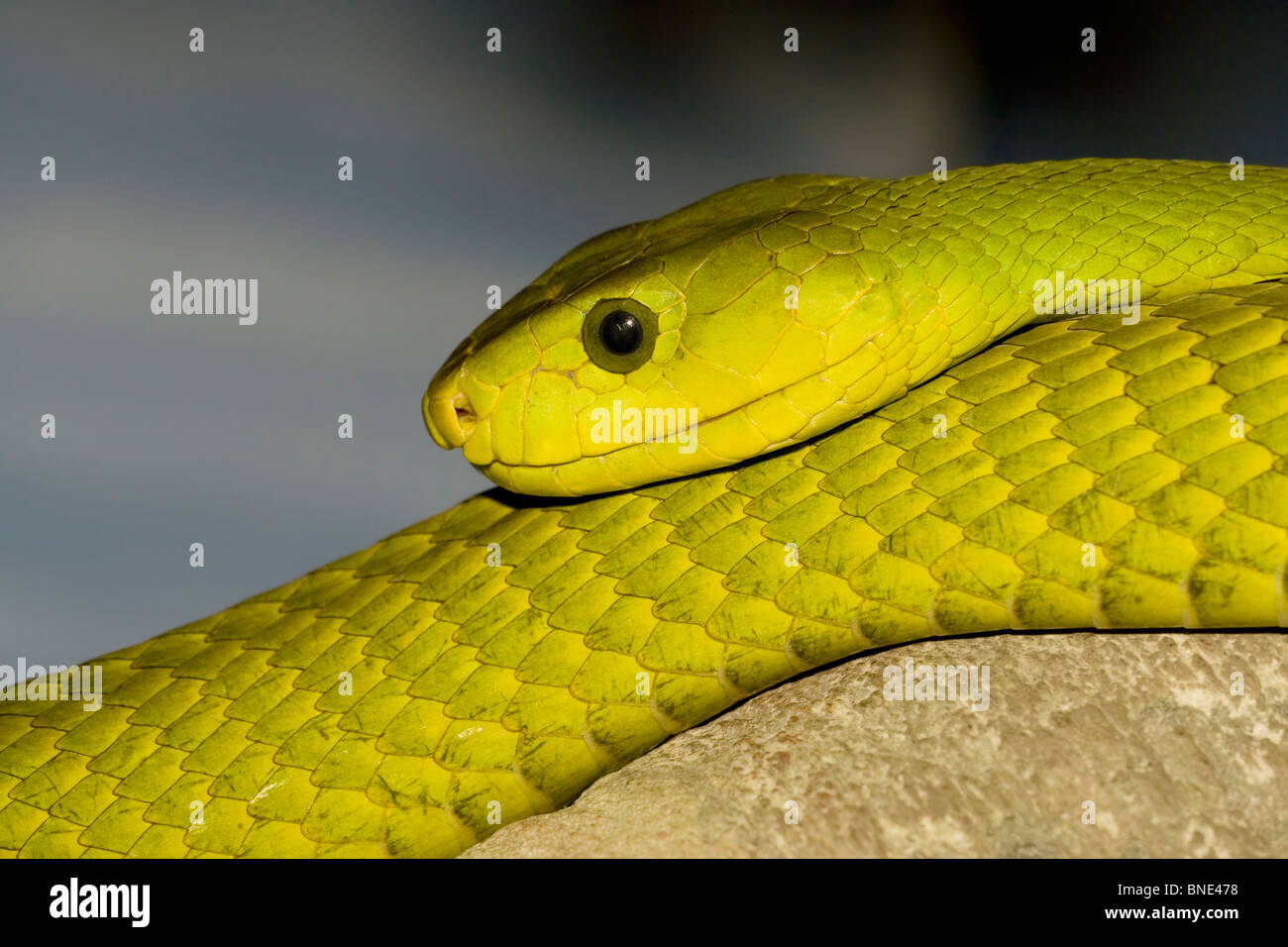 Close-up of Western Green mamba (Dendroaspis viridis Stock Photo - Alamy
