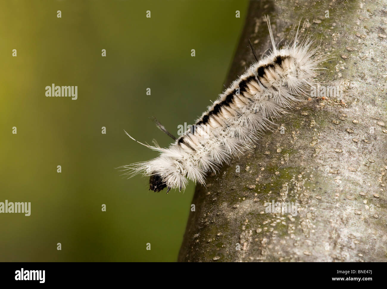 Hickory Tussock moth (Lophocampa caryae) on a tree Stock Photo - Alamy