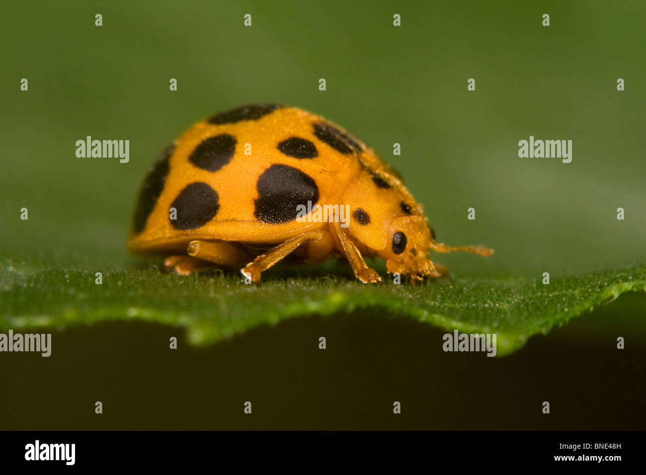 Epilachna hi-res stock photography and images - Alamy