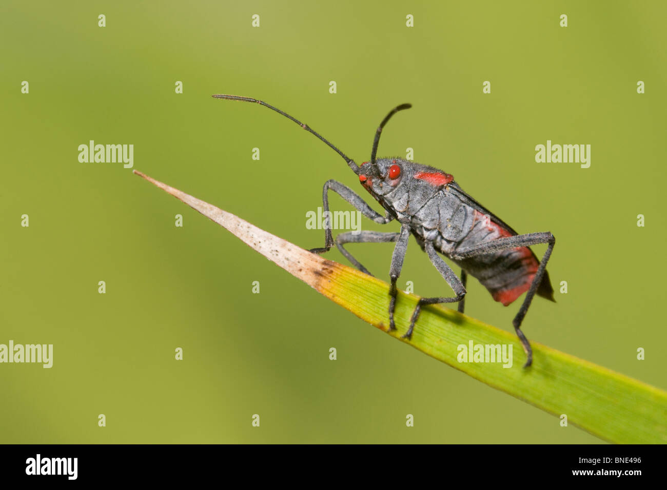Close-up of a Red-Shouldered bug (Jadera haematoloma ) on a leaf Stock ...