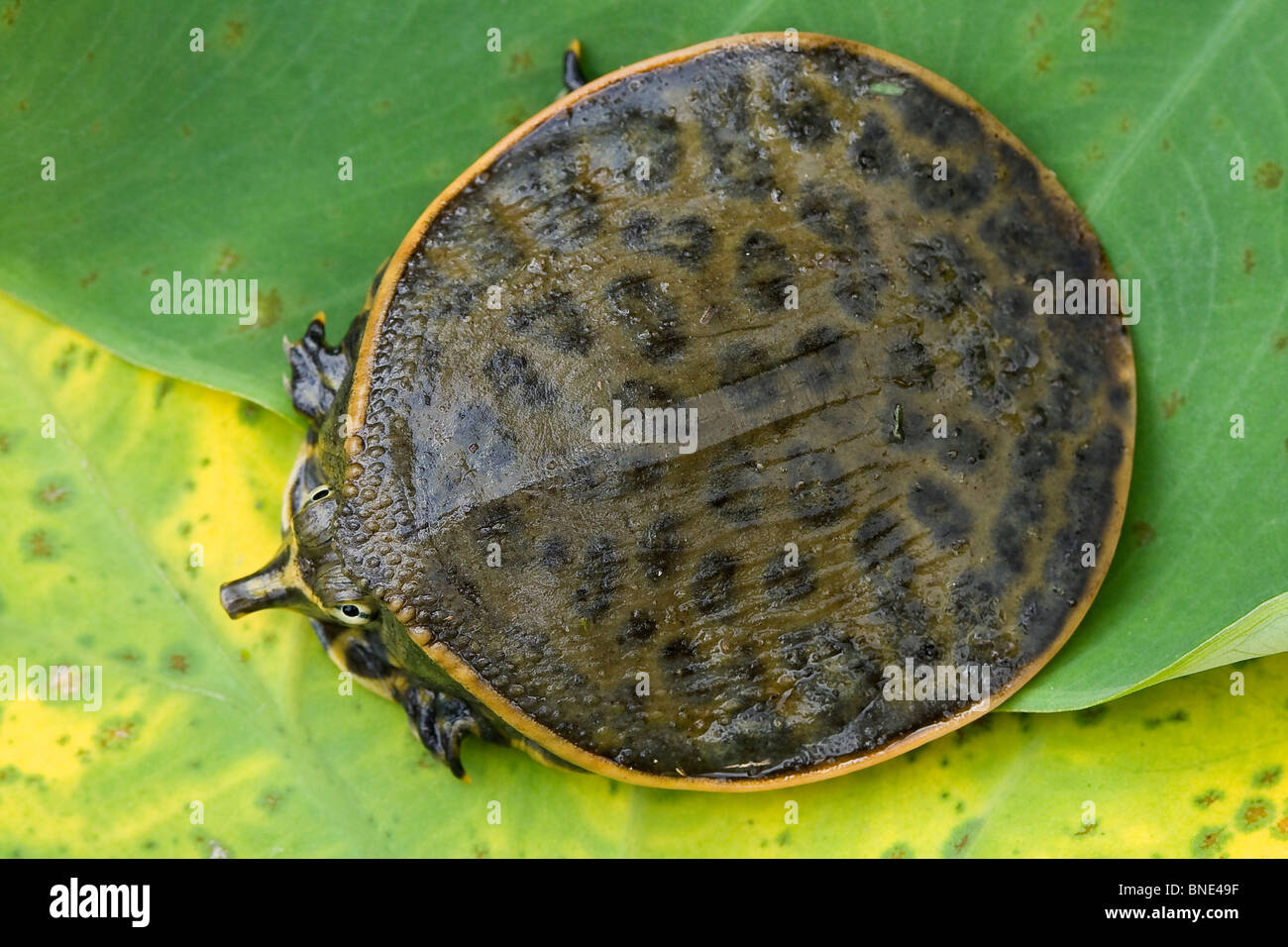 High angle view of a baby Florida Softshell turtle (Apalone ferox ...