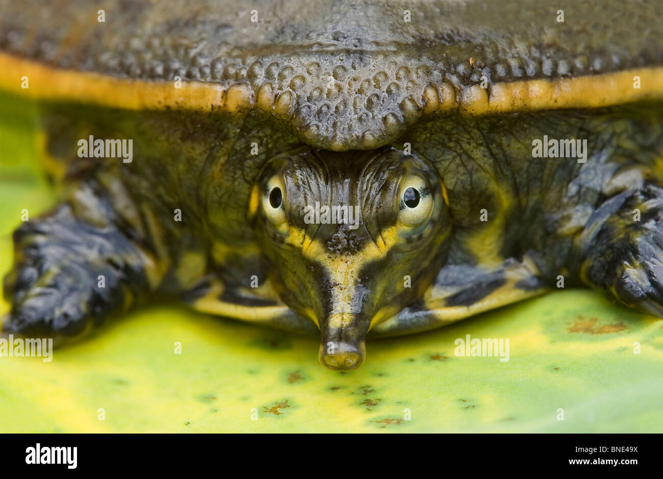 Close-up of a baby Florida Softshell turtle (Apalone ferox), Florida ...