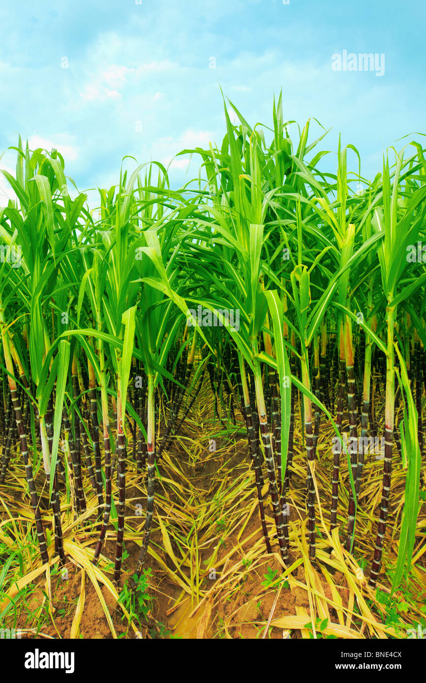 Sugarcane plantation hi-res stock photography and images - Alamy