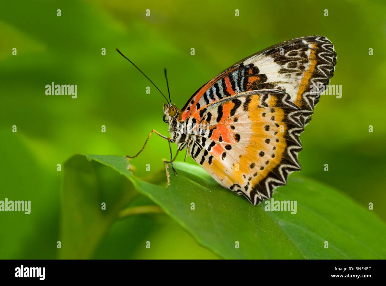 Cethosia biblis lacewing red hi-res stock photography and images - Alamy