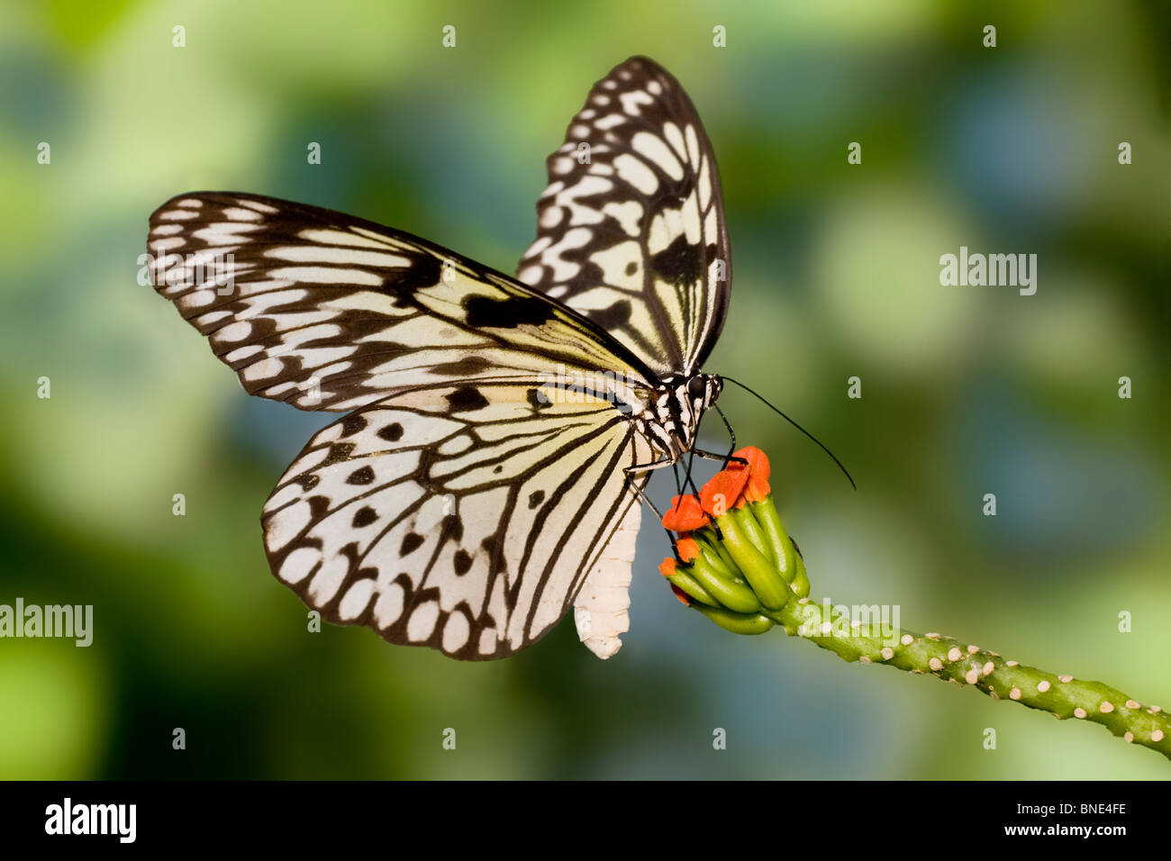 Paper Kite butterfly (Idea leuconoe) pollinating a flower Stock Photo ...