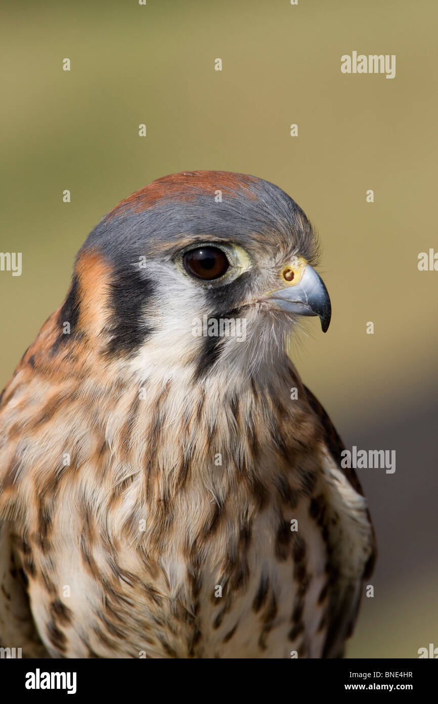 Female Kestrel Feather Pattern High Resolution Stock Photography and ...