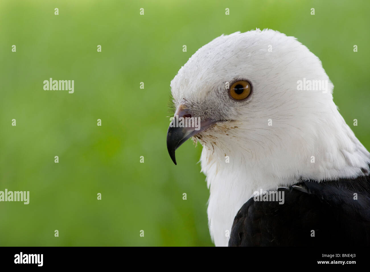 Close-up of a Swallow-Tailed kite (Elanoides forficatus Stock Photo - Alamy