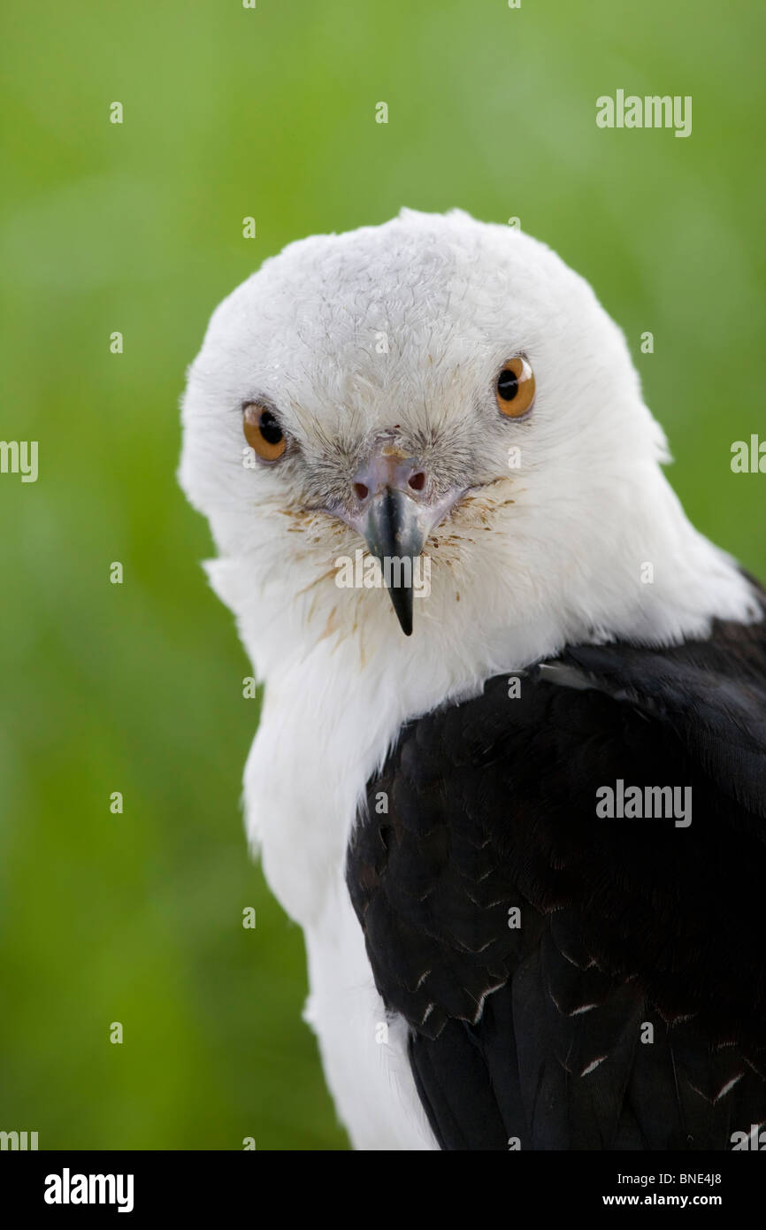 Close-up of a Swallow-Tailed kite (Elanoides forficatus Stock Photo - Alamy