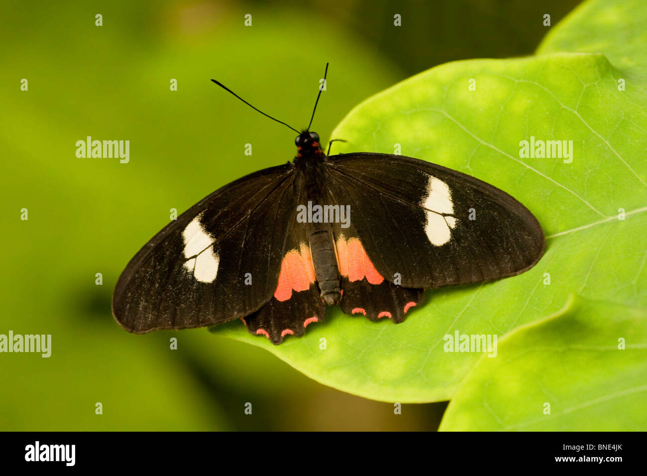 Parides arca hi-res stock photography and images - Alamy
