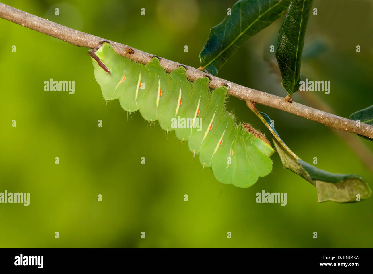 Polyphemus Moth caterpillar (Antheraea polyphemus) on a twig Stock ...