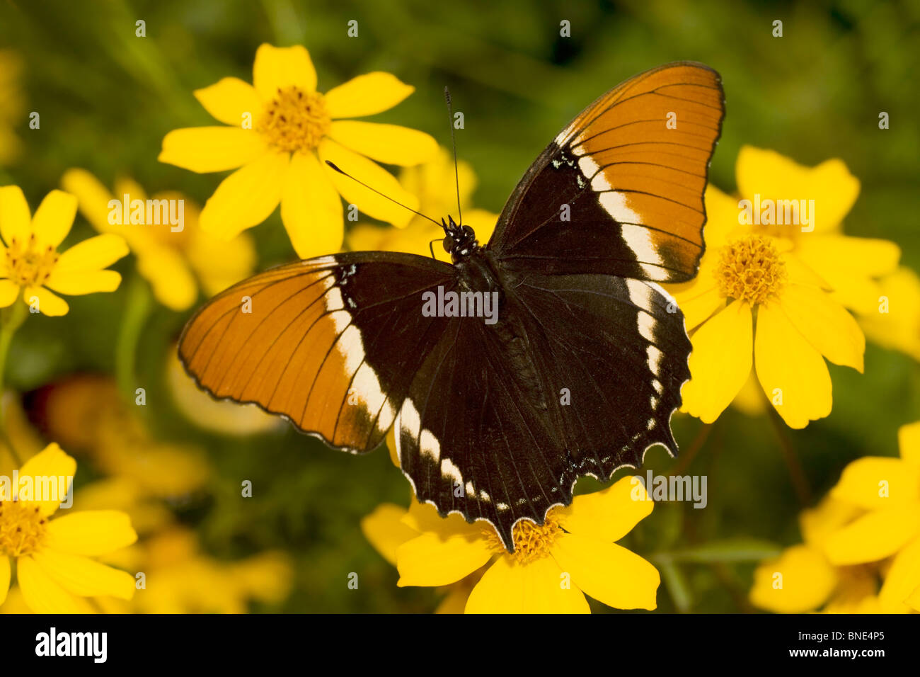 Rusty Tipped Page butterfly (Siproeta epaphus) pollinating a flower ...