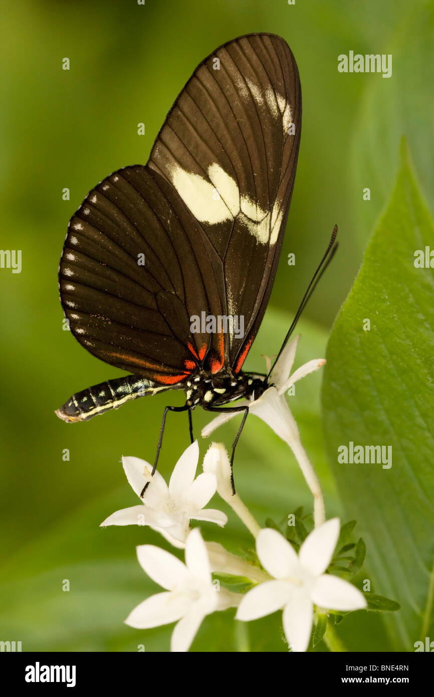 Doris butterfly (Heliconius doris) pollinating a flower Stock Photo - Alamy