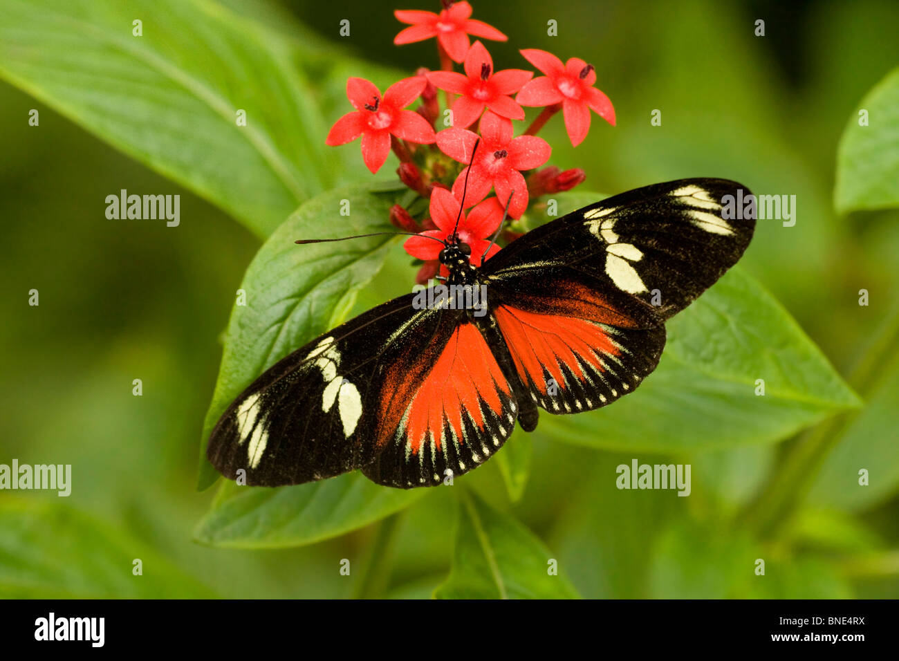 Doris butterfly (Heliconius doris) pollinating a flower Stock Photo - Alamy