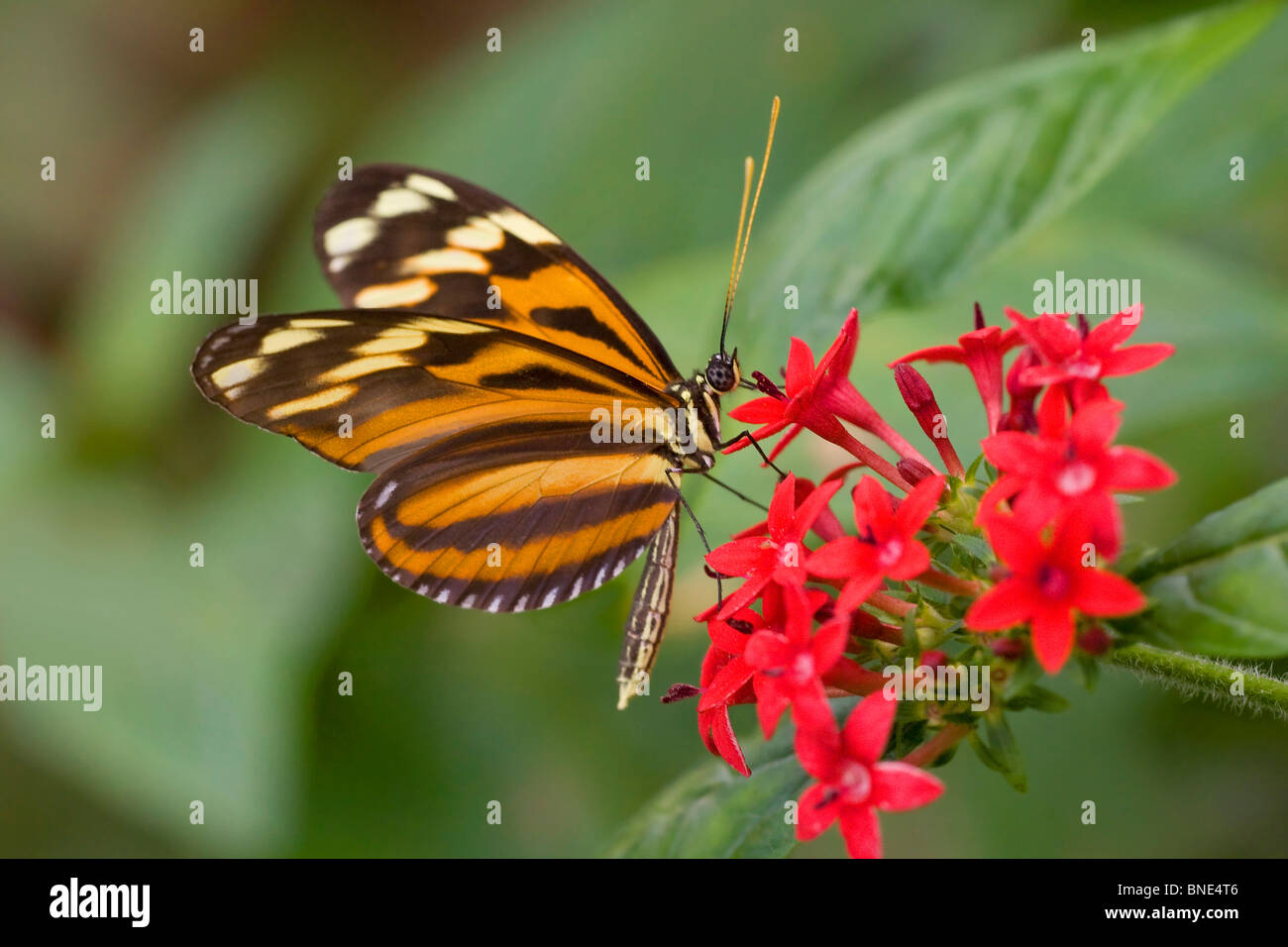 Tiger Heliconian butterfly (Heliconius ismenius) pollinating a flower ...