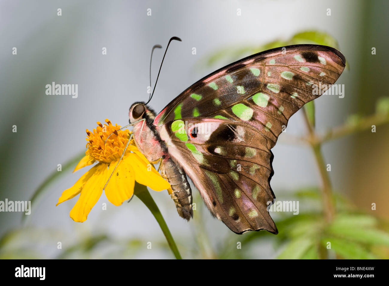 Jay Flower High Resolution Stock Photography and Images - Alamy