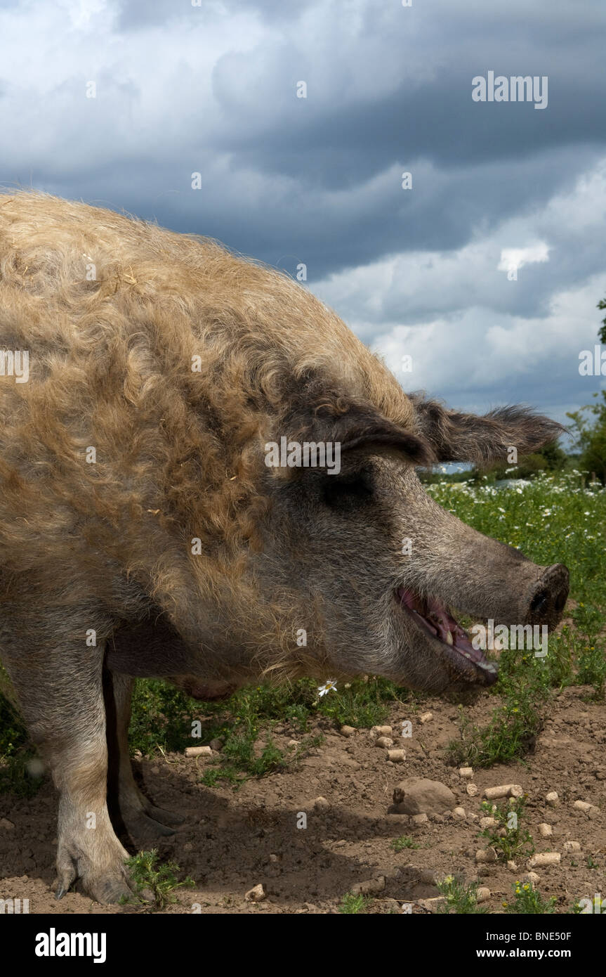 Mangalitza pig hi-res stock photography and images - Alamy