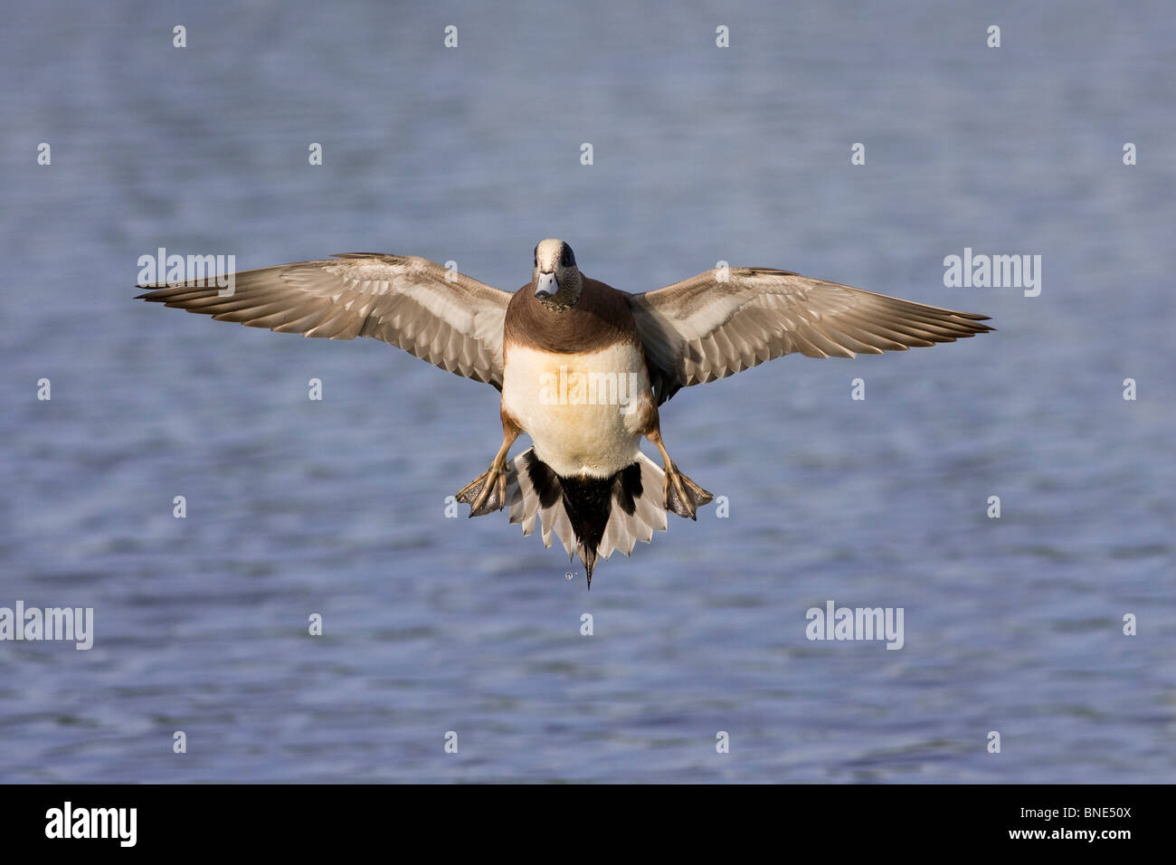 Male American wigeon (Anas americana) in flight Stock Photo - Alamy